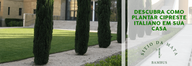 Descubra Como Plantar Cipreste Italiano em Sua Casa | Sítio da Mata Bambus