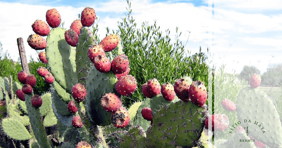 Como Plantar Figo da Índia: Confira um Tutorial Simplificado | Sítio da ...