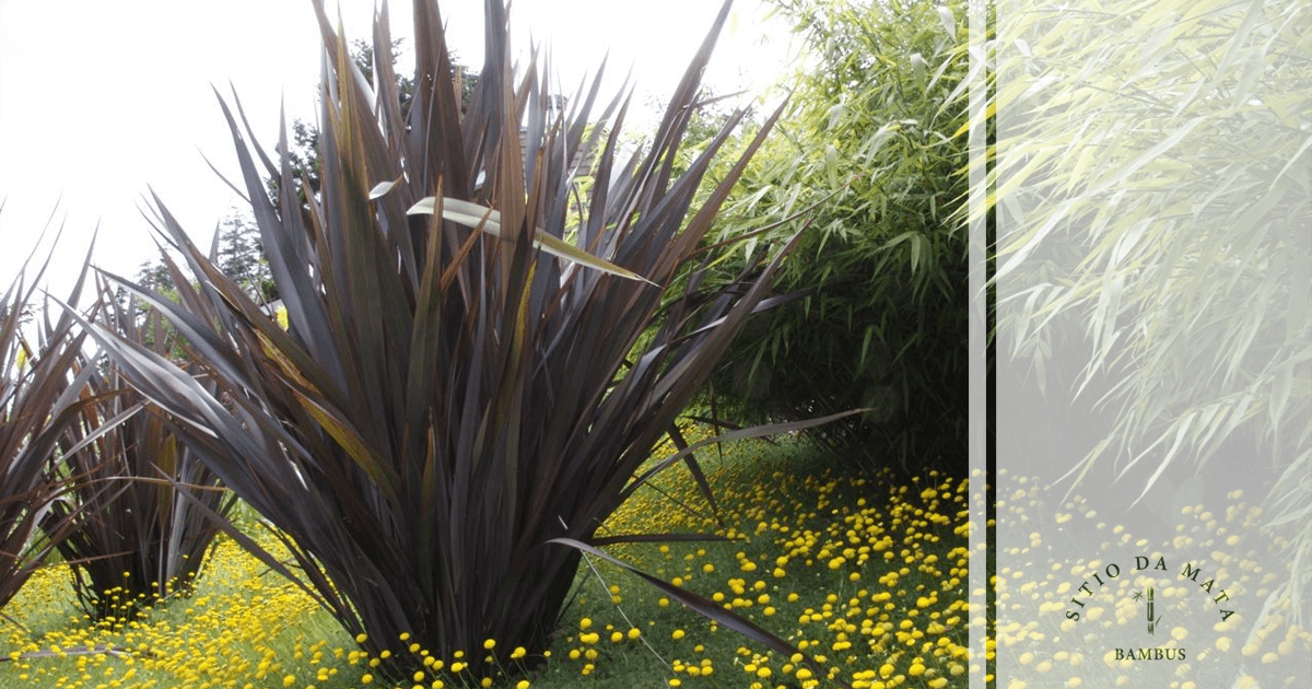 Fórmio: Como Transformar Essa Planta na Estrela do Paisagismo | Sítio ...