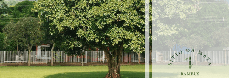 Saiba Tudo Sobre a Árvore Oiti | Sítio da Mata Bambus