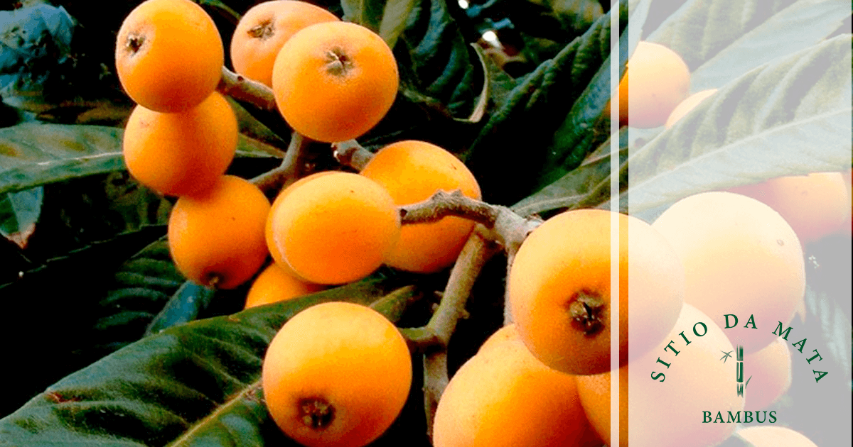 Ameixa Amarela - Conheça Essa Espécie Peculiar I Sitio da Mata