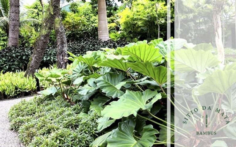 Como Montar um Jardim Tropical | Sitio da Mata