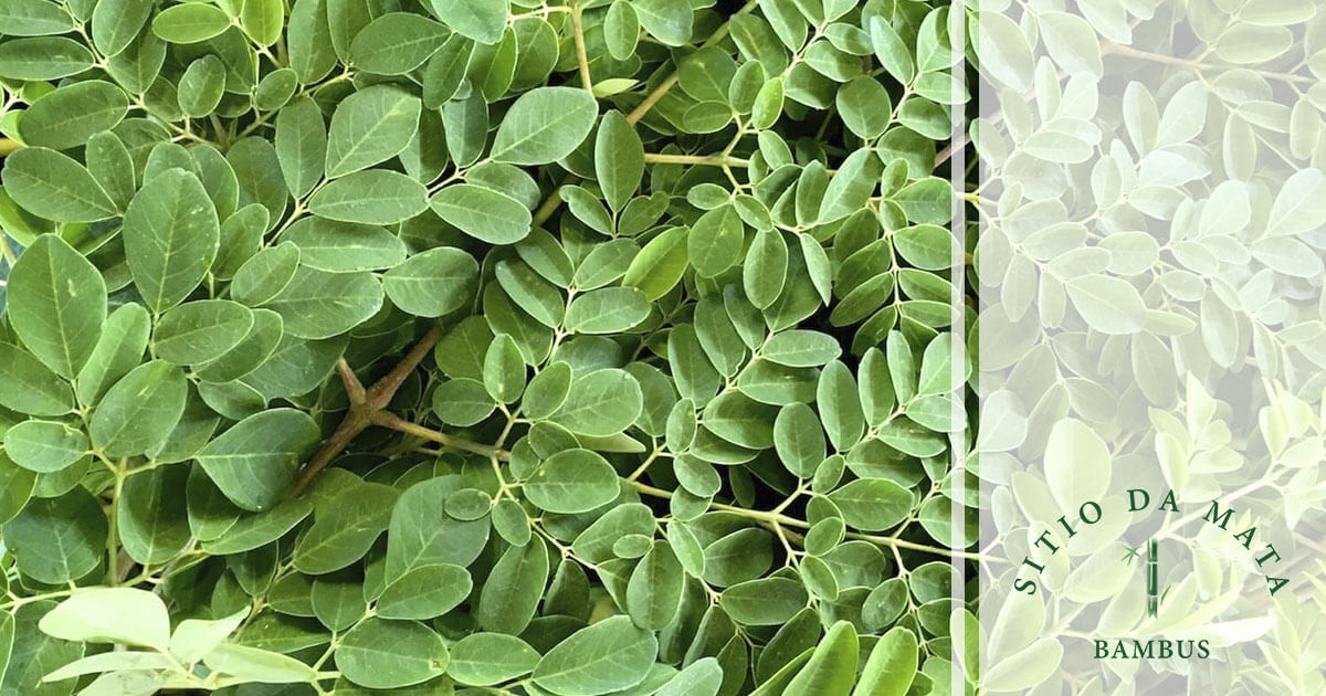 Quais São os Benefícios da Planta Moringa Oleífera I Sitio da Mata