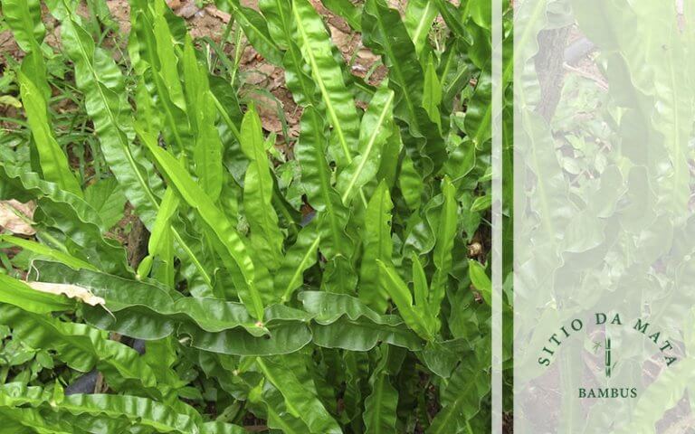 Descubra os Benefícios da Carqueja e Como Plantar I Sitio da Mata