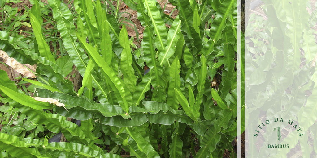 descubra-os-beneficios-da-carqueja-e-como-plantar-4 - Sitio da Mata Bambus