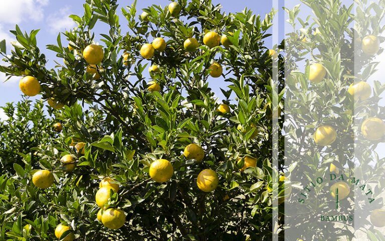 Como Fazer um Pomar Doméstico I Sitio da Mata