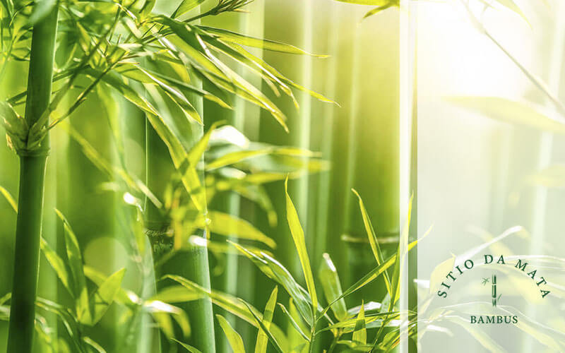 dicas-de-como-cultivar-bambu-mosso-3 - Sitio da Mata Bambus