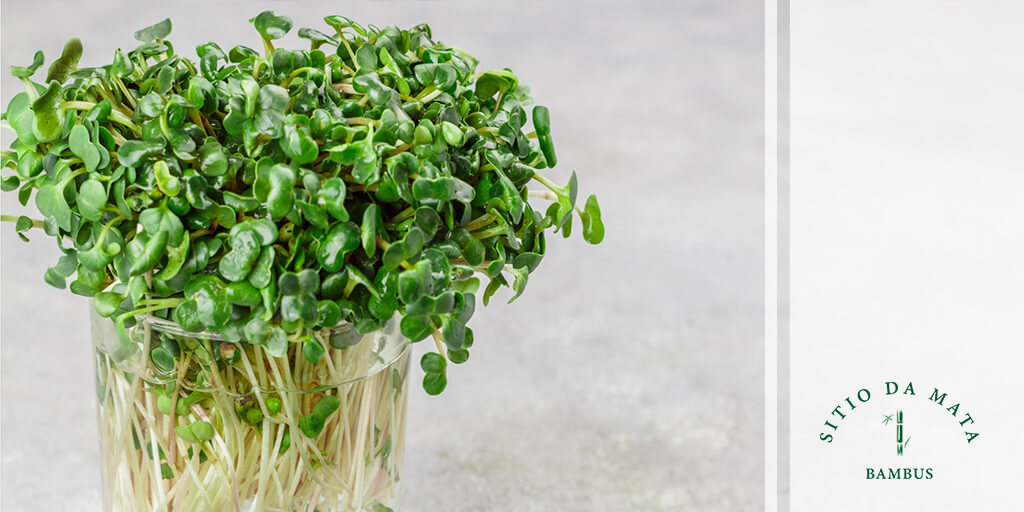 como-cultivar-microplantas 2 - Sitio da Mata Bambus