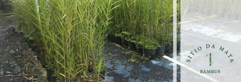 Como Fazer Muda de Bambu de Jardim? | Sítio da Mata
