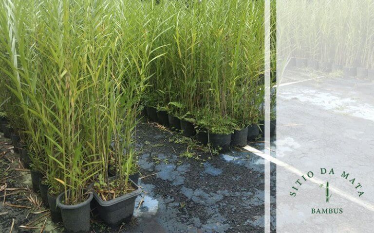 Como Fazer Muda de Bambu de Jardim? | Sítio da Mata