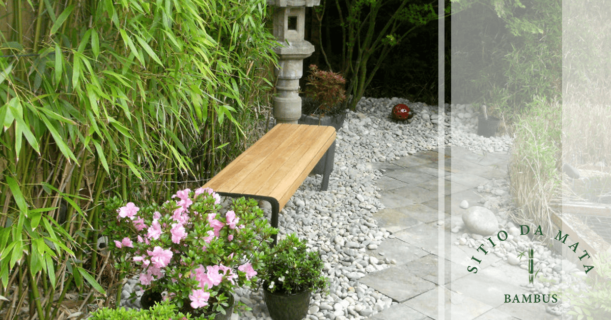 Bambu de jardim: Dicas de Como Cultivar | Sitio da Mata Bambus