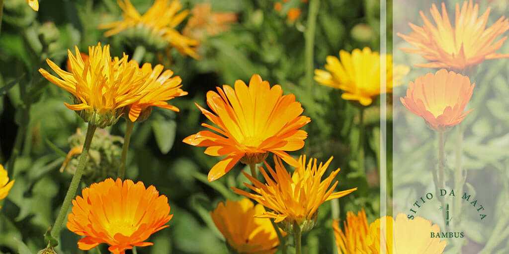 flores-de-inverno-conheca-as-especies-resistentes-ao-frio-1 - Sitio da ...