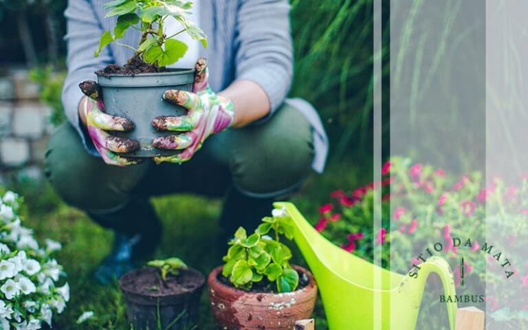 Saiba Como Fazer Substrato Para Plantas