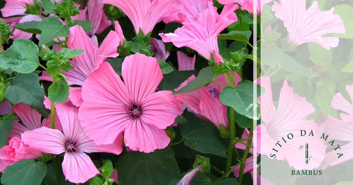 Plantas de Forração: Função e Espécies