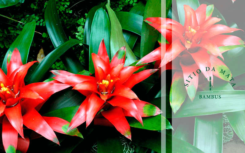 Conheça os tipos de bromélia e como cultivar esta planta