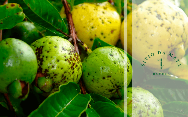 Como proteger a goiabeira das pragas e doenças - Sitio da Mata Bambus