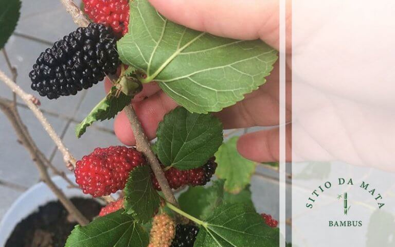 6 Dicas para plantar e cuidar de mudas de amora gigante em casa - Sitio ...