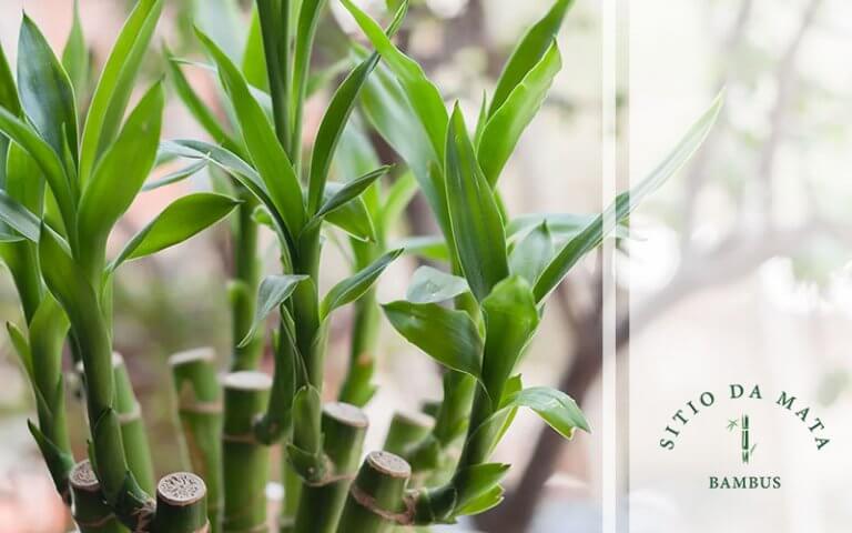 Bambus: a opção perfeita para seu paisagismo - Sitio da Mata Bambus