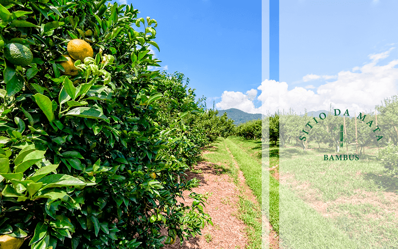 Pomar de frutas cítricas: aprenda como cultivar diversas espécies de ...