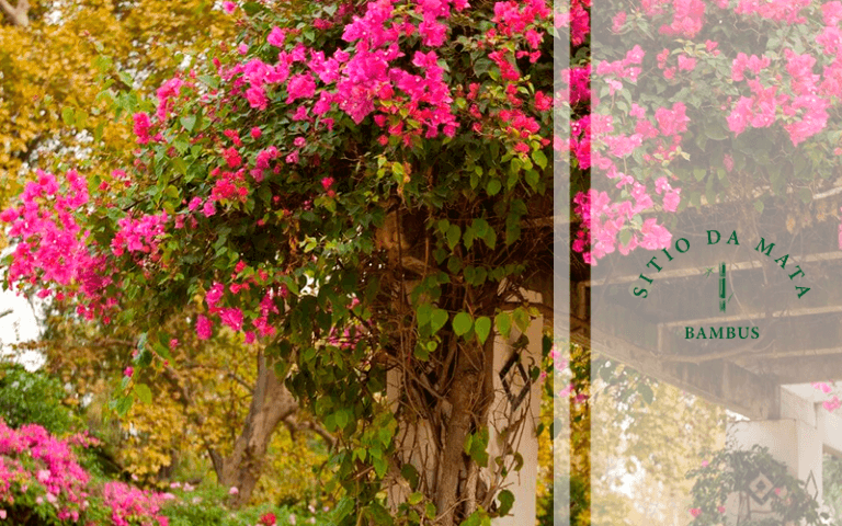 5 Tipos de Plantas Para Beira de Rio | Sítio da Mata